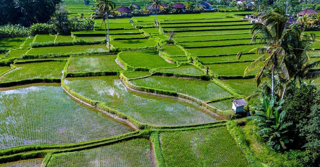 Payangan (Bali) | Informatie, Tips & Bezienswaardigheden